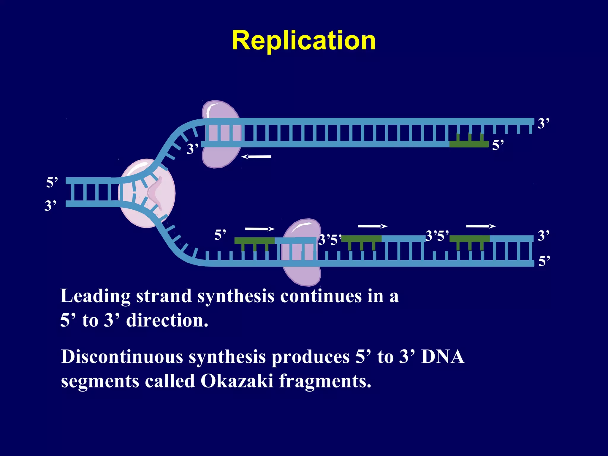 Dna replication, transcription and translation | PPT