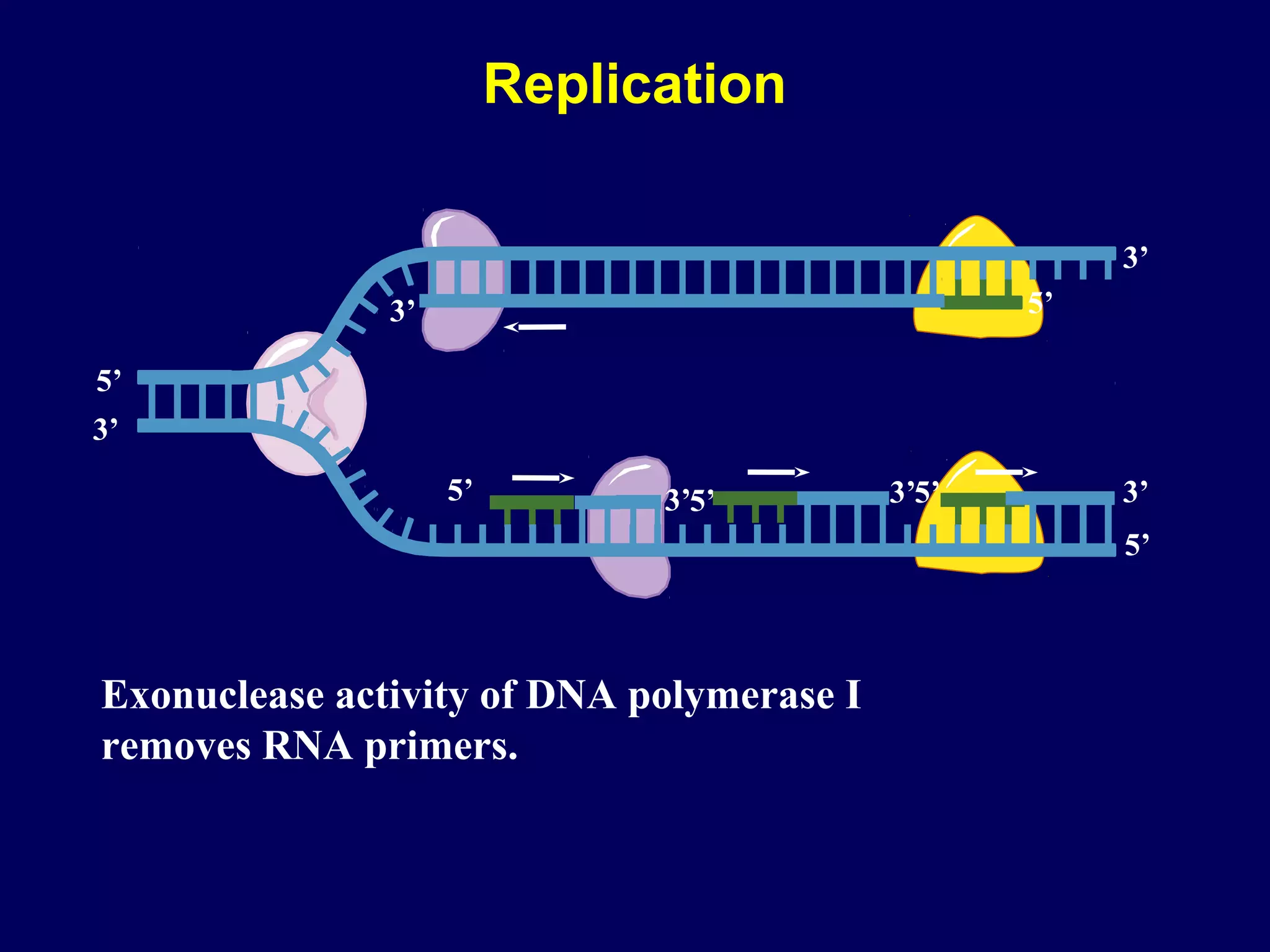 Dna replication, transcription and translation | PPT | Chemistry | Science