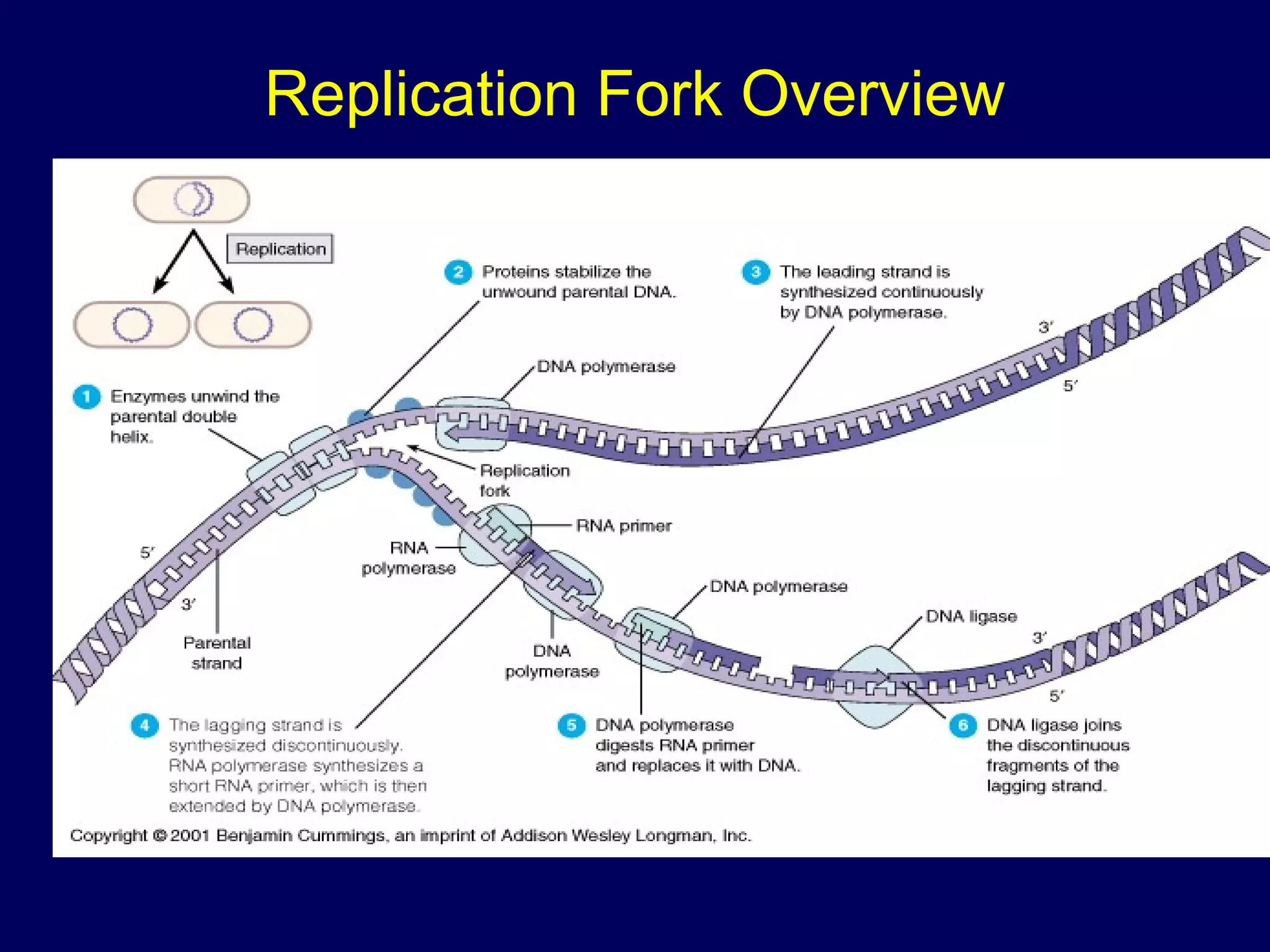 Dna replication, transcription and translation | PPT | Chemistry | Science