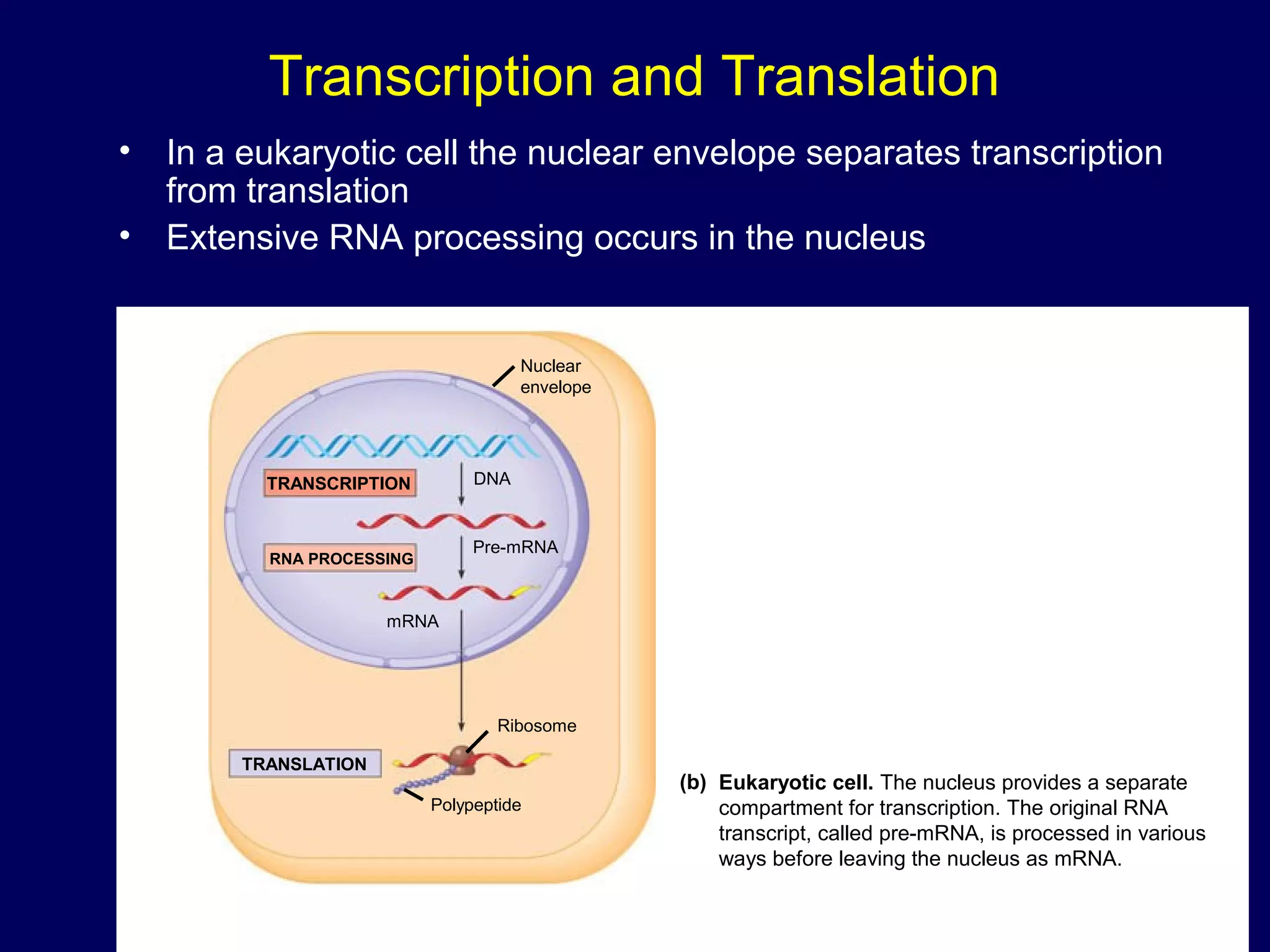 Dna replication, transcription and translation | PPT | Chemistry | Science