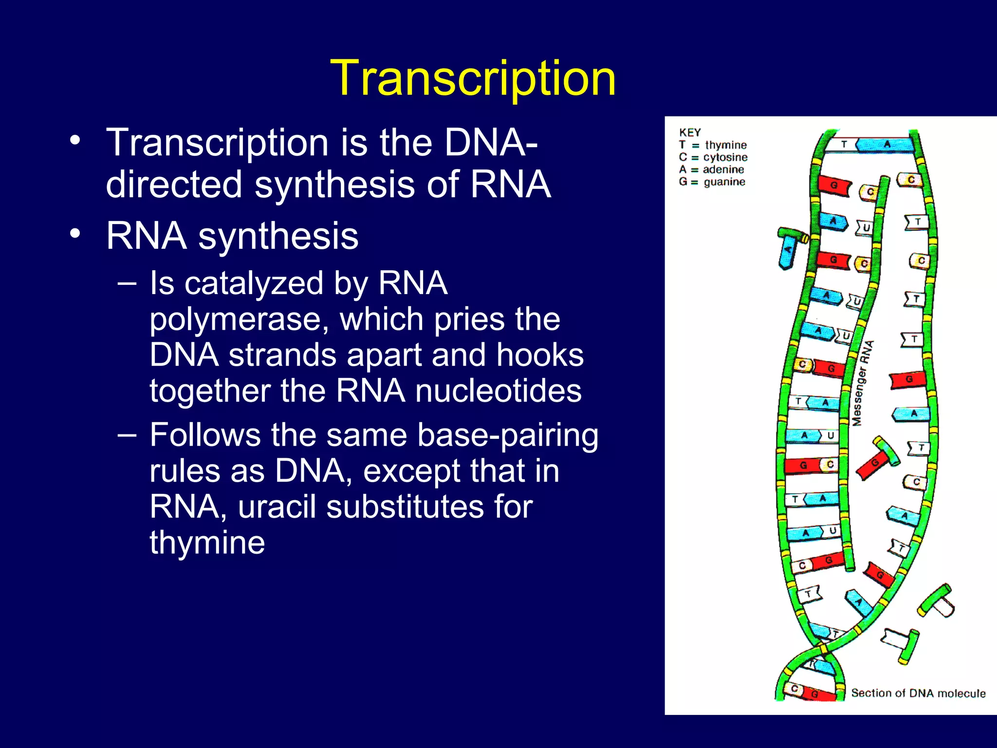 Dna replication, transcription and translation | PPT | Chemistry | Science