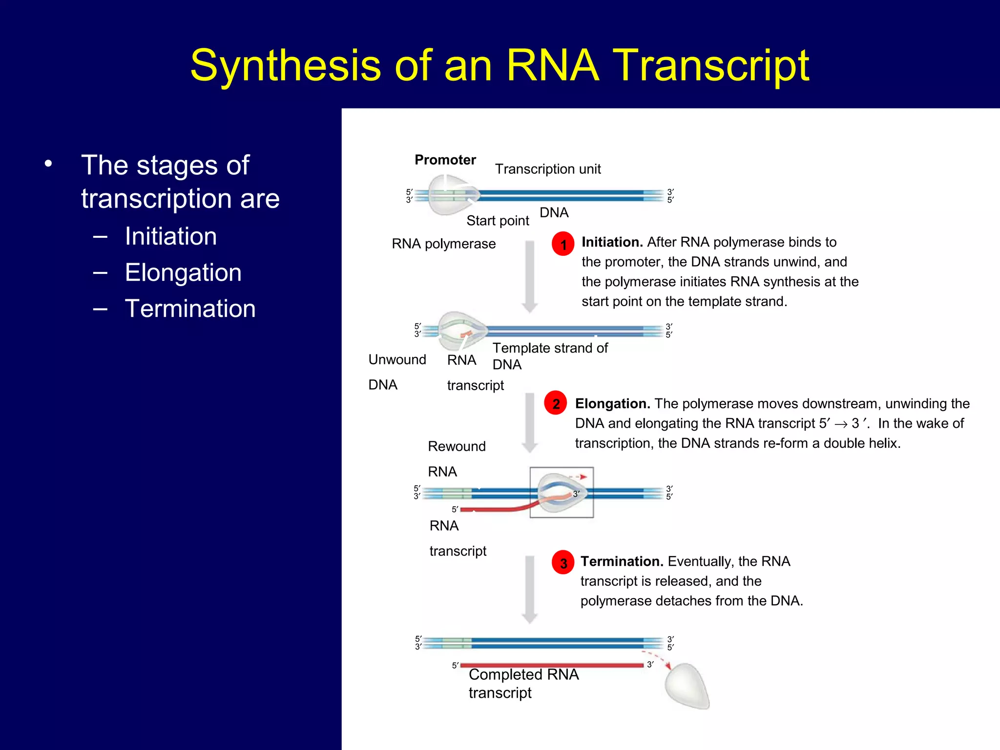 Dna replication, transcription and translation | PPT | Chemistry | Science