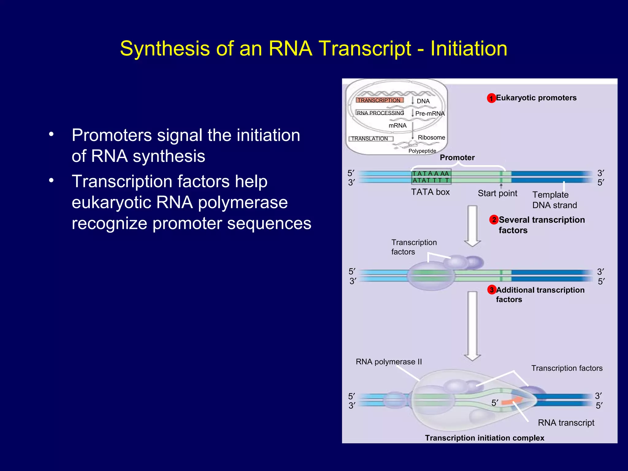 Dna replication, transcription and translation | PPT | Chemistry | Science
