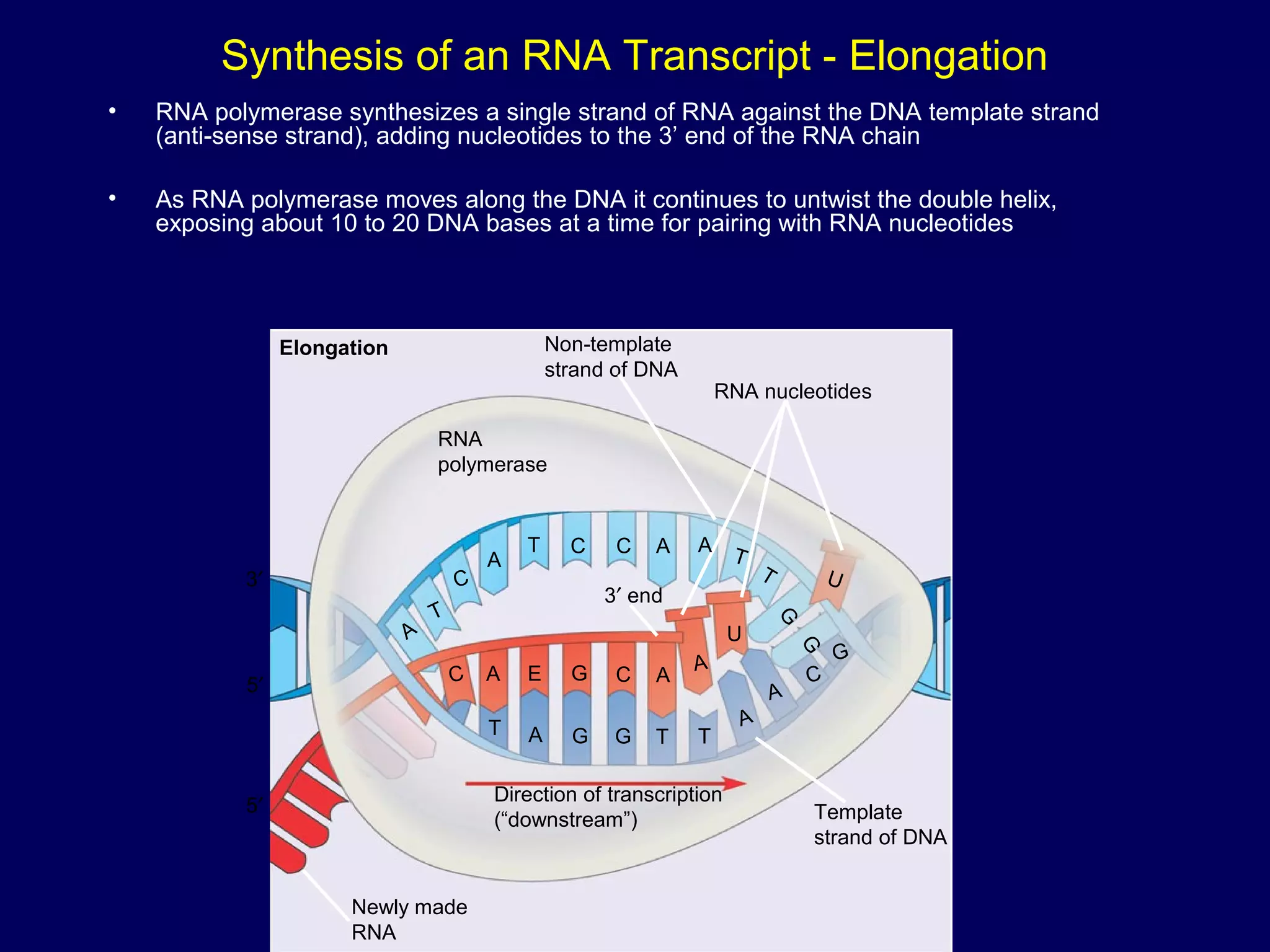 Dna replication, transcription and translation | PPT | Chemistry | Science
