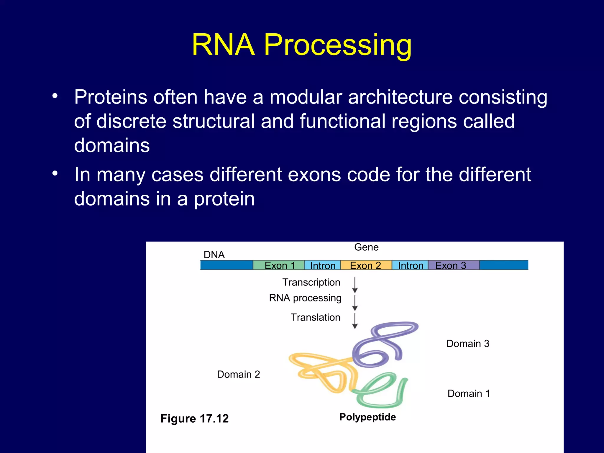 Dna replication, transcription and translation | PPT | Chemistry | Science