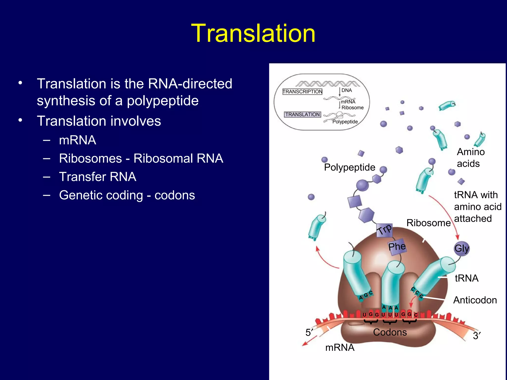 Dna replication, transcription and translation | PPT | Chemistry | Science