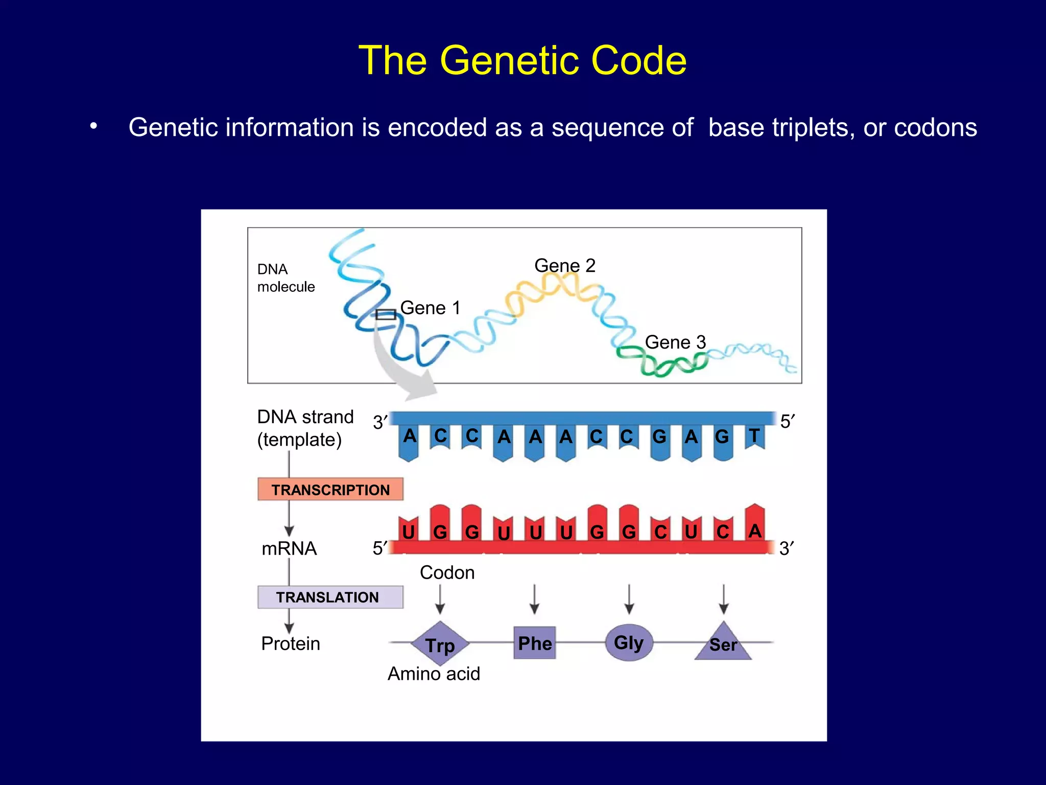 Dna replication, transcription and translation | PPT