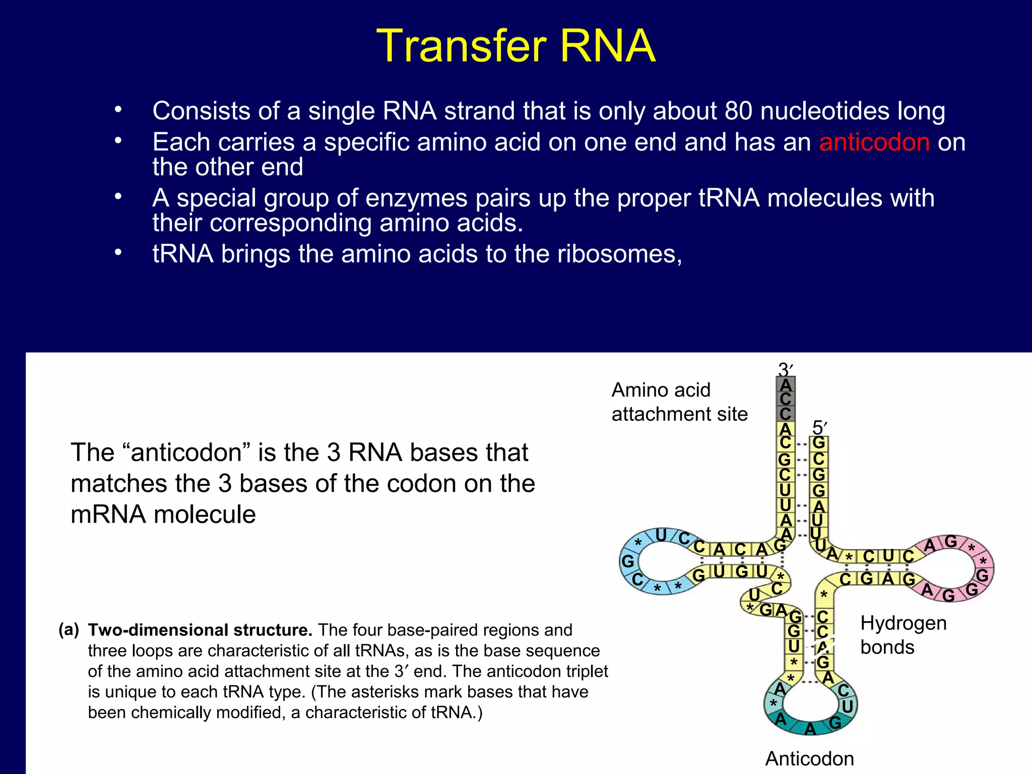 Dna replication, transcription and translation | PPT