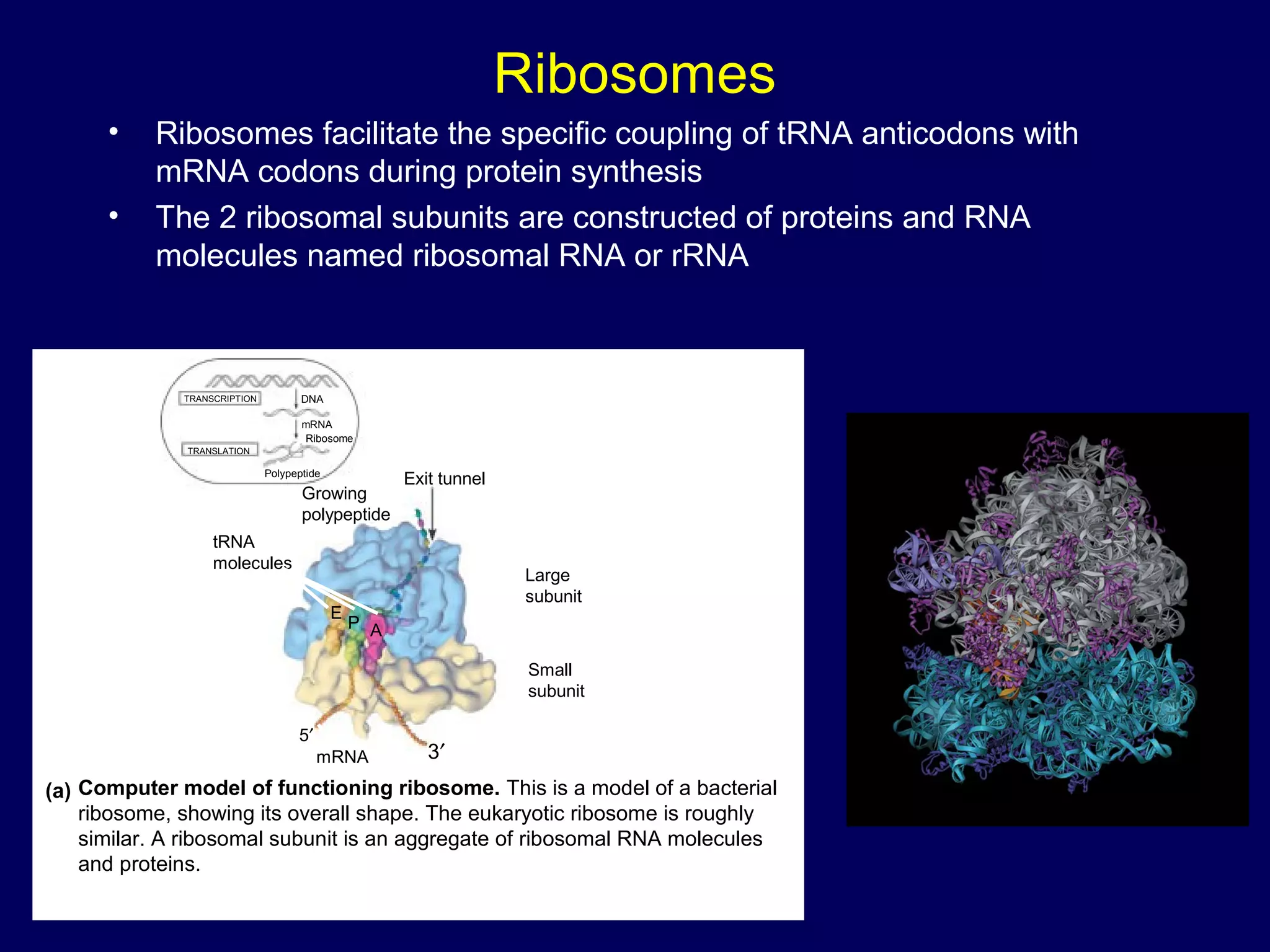 Dna replication, transcription and translation | PPT