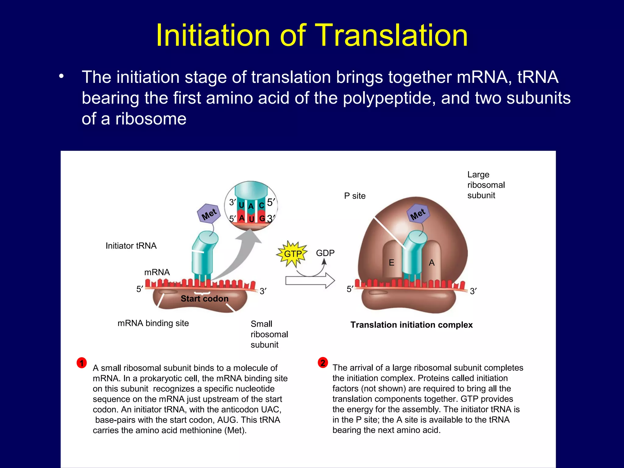 Dna replication, transcription and translation | PPT