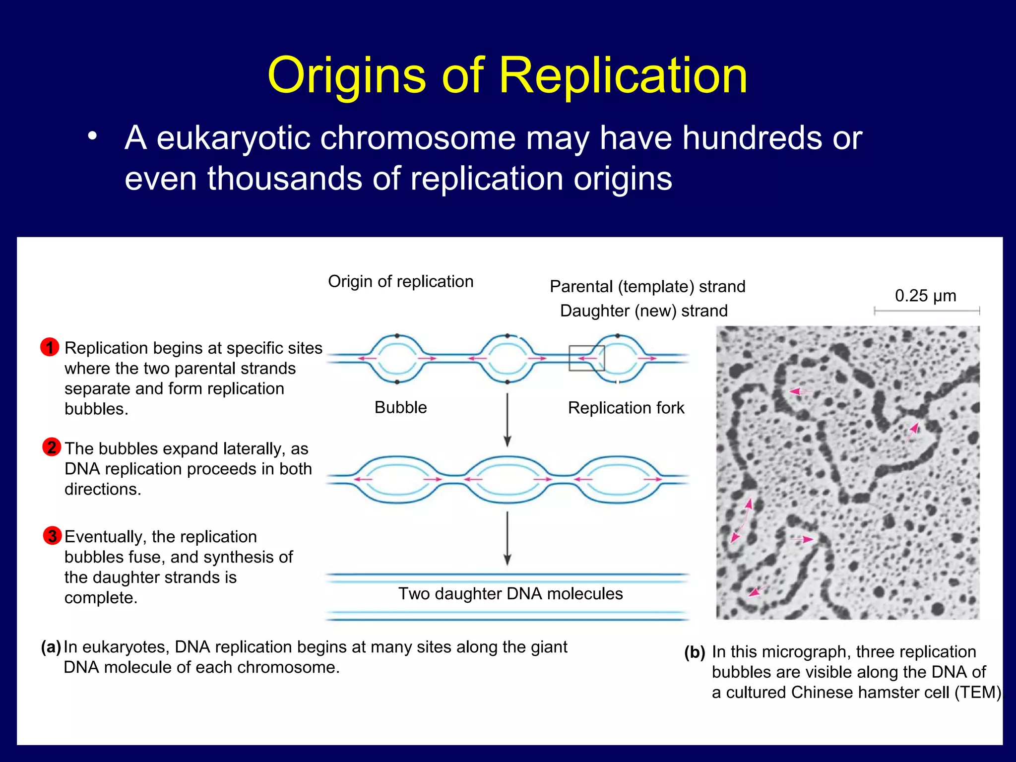 Dna replication, transcription and translation | PPT