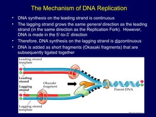 Dna replication, transcription and translation | PPT