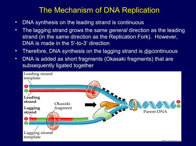 Dna replication, transcription and translation | PPT | Chemistry | Science