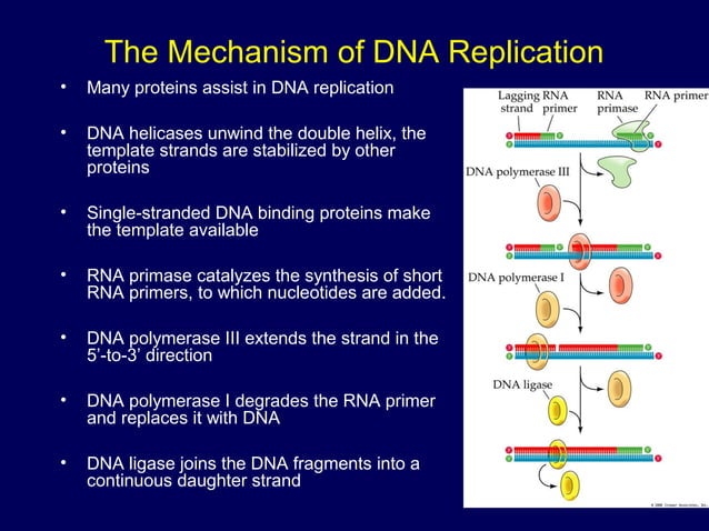 Dna replication, transcription and translation | PPT | Chemistry | Science