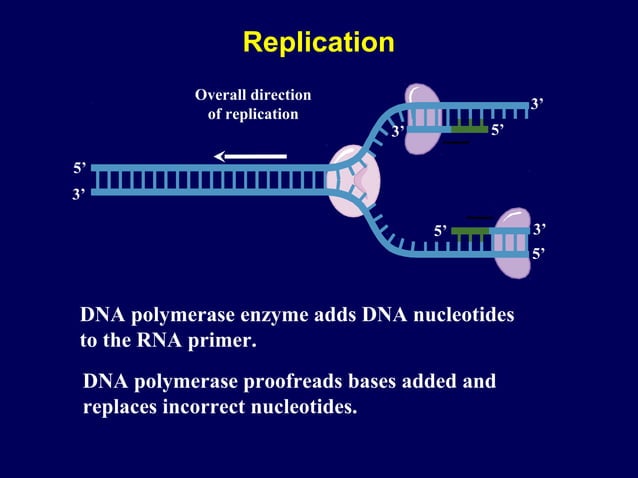 Dna replication, transcription and translation | PPT | Chemistry | Science