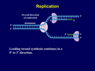 Dna replication, transcription and translation | PPT