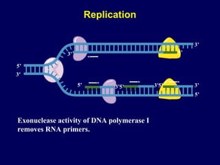 Dna replication, transcription and translation | PPT