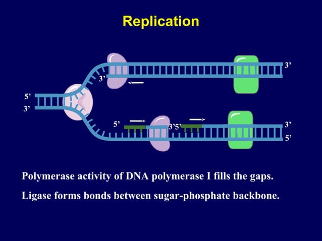 Dna replication, transcription and translation | PPT | Chemistry | Science