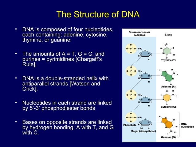 Dna replication, transcription and translation | PPT | Chemistry | Science