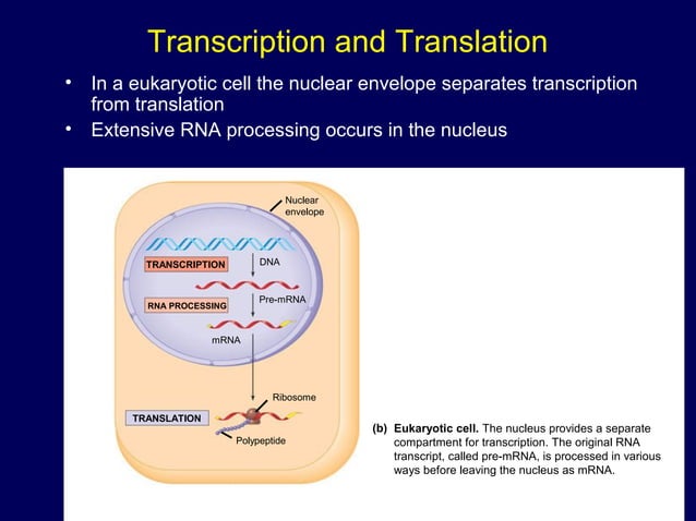 Dna replication, transcription and translation | PPT | Chemistry | Science