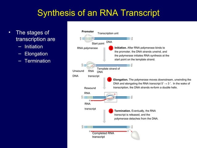 Dna replication, transcription and translation | PPT | Chemistry | Science