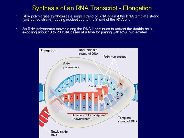 Dna replication, transcription and translation | PPT | Chemistry | Science