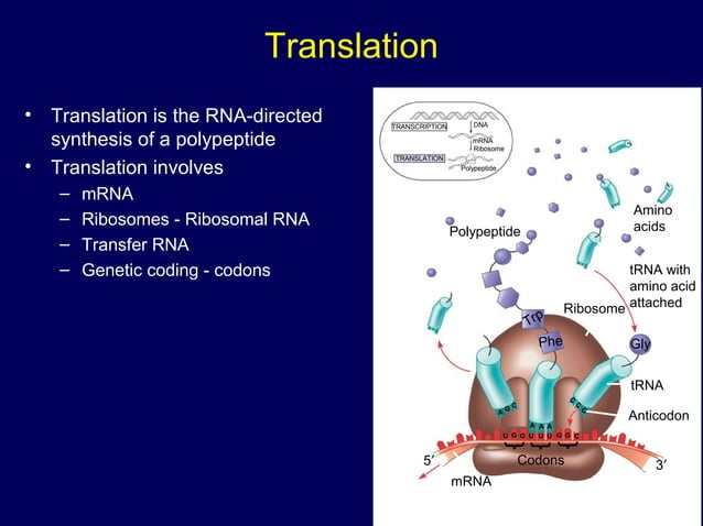 Dna replication, transcription and translation | PPT | Chemistry | Science