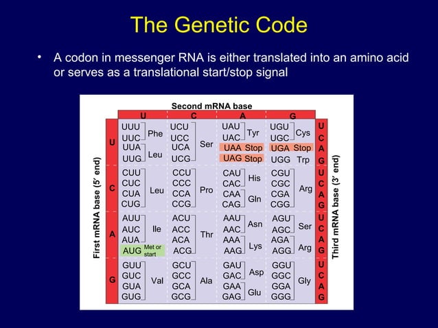 Dna replication, transcription and translation | PPT | Chemistry | Science