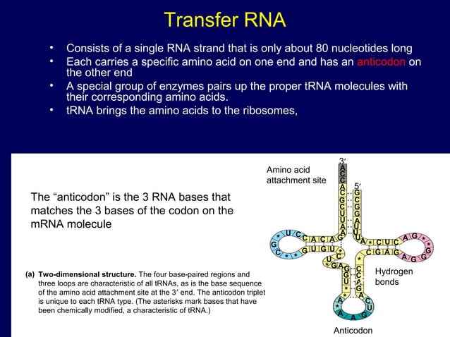 Dna replication, transcription and translation | PPT | Chemistry | Science