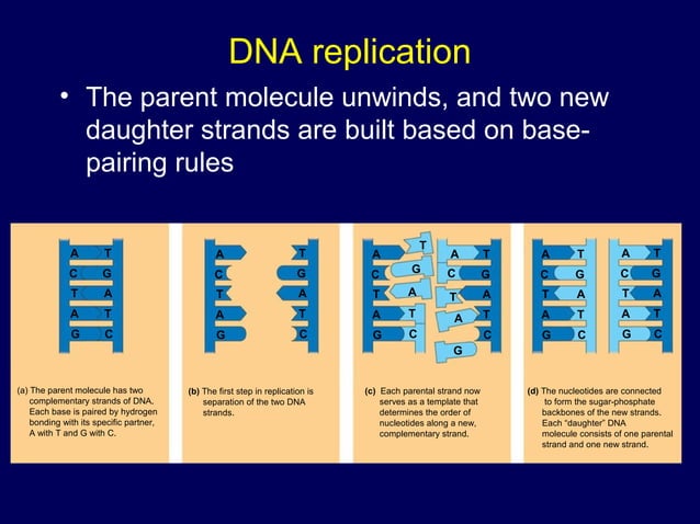 Dna replication, transcription and translation | PPT | Chemistry | Science