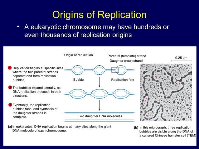 Dna replication, transcription and translation | PPT | Chemistry | Science