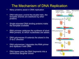 Dna Replication Transcription And Translation Chart