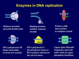 Dna Replication Transcription And Translation