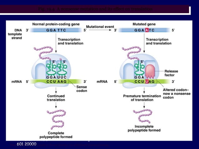 Dna replication, transcription and translation