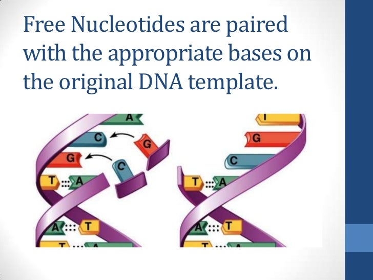 Dna Replication