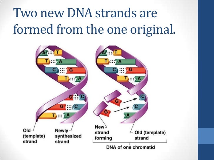 Dna Replication Dna Replication