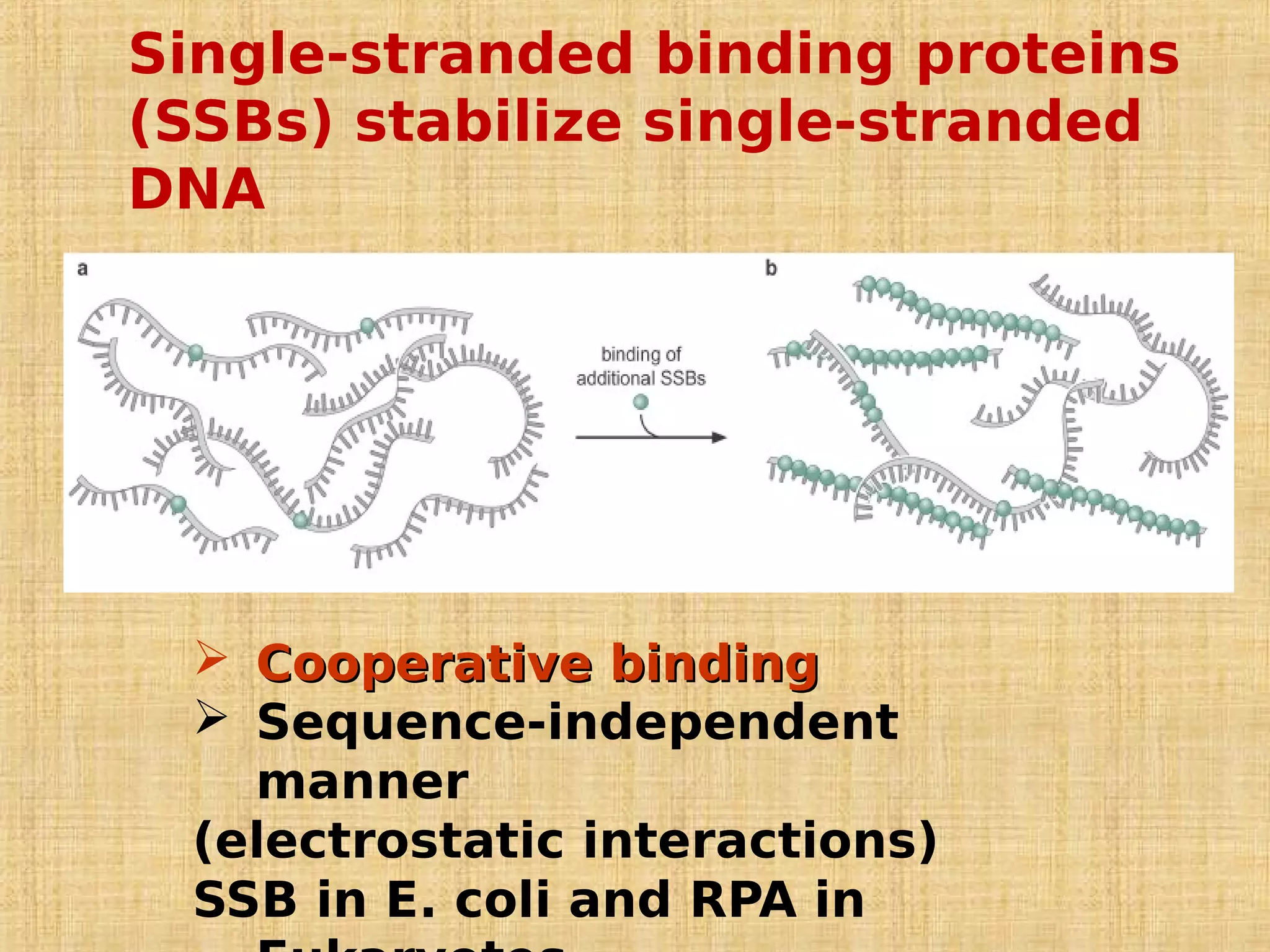 DNA replication | PDF