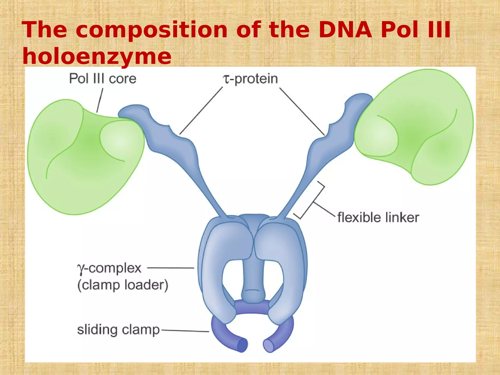 DNA replication | PDF