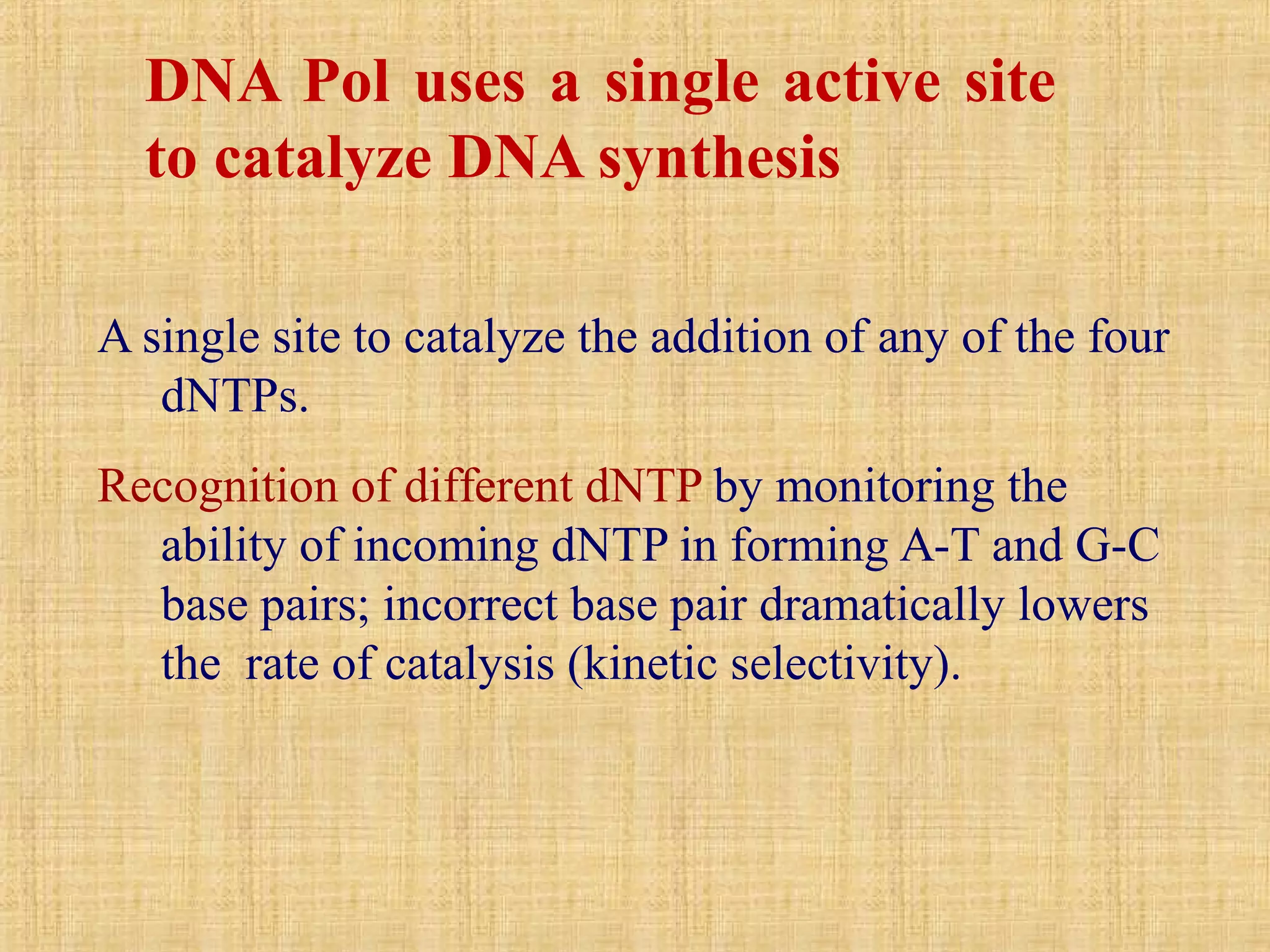 DNA replication | PDF