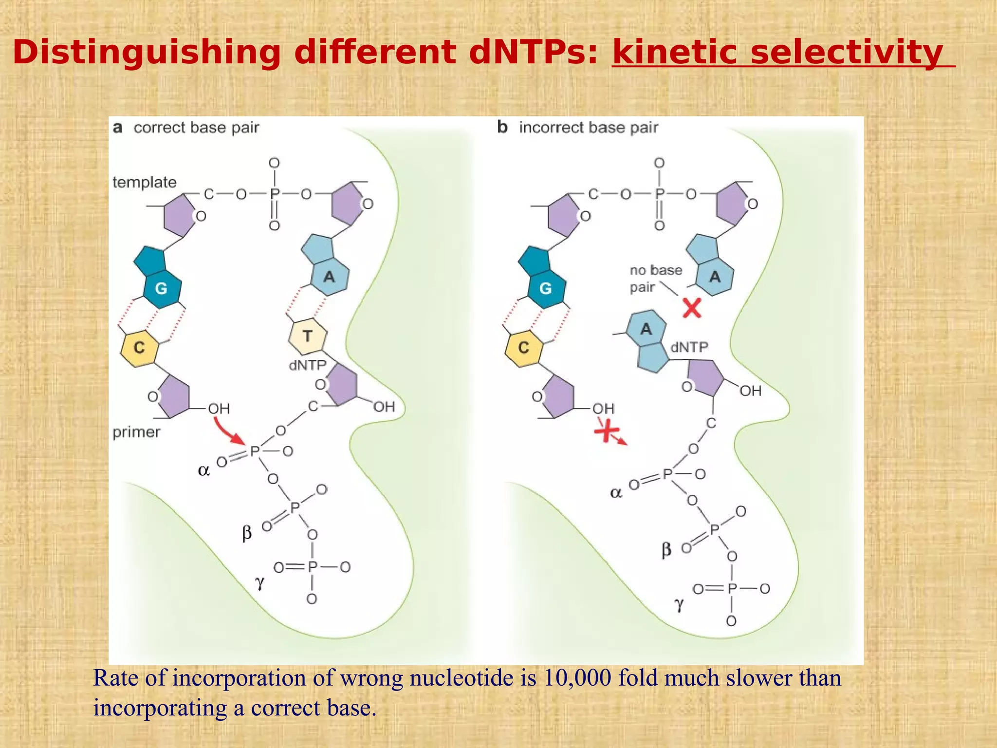 DNA replication | PDF