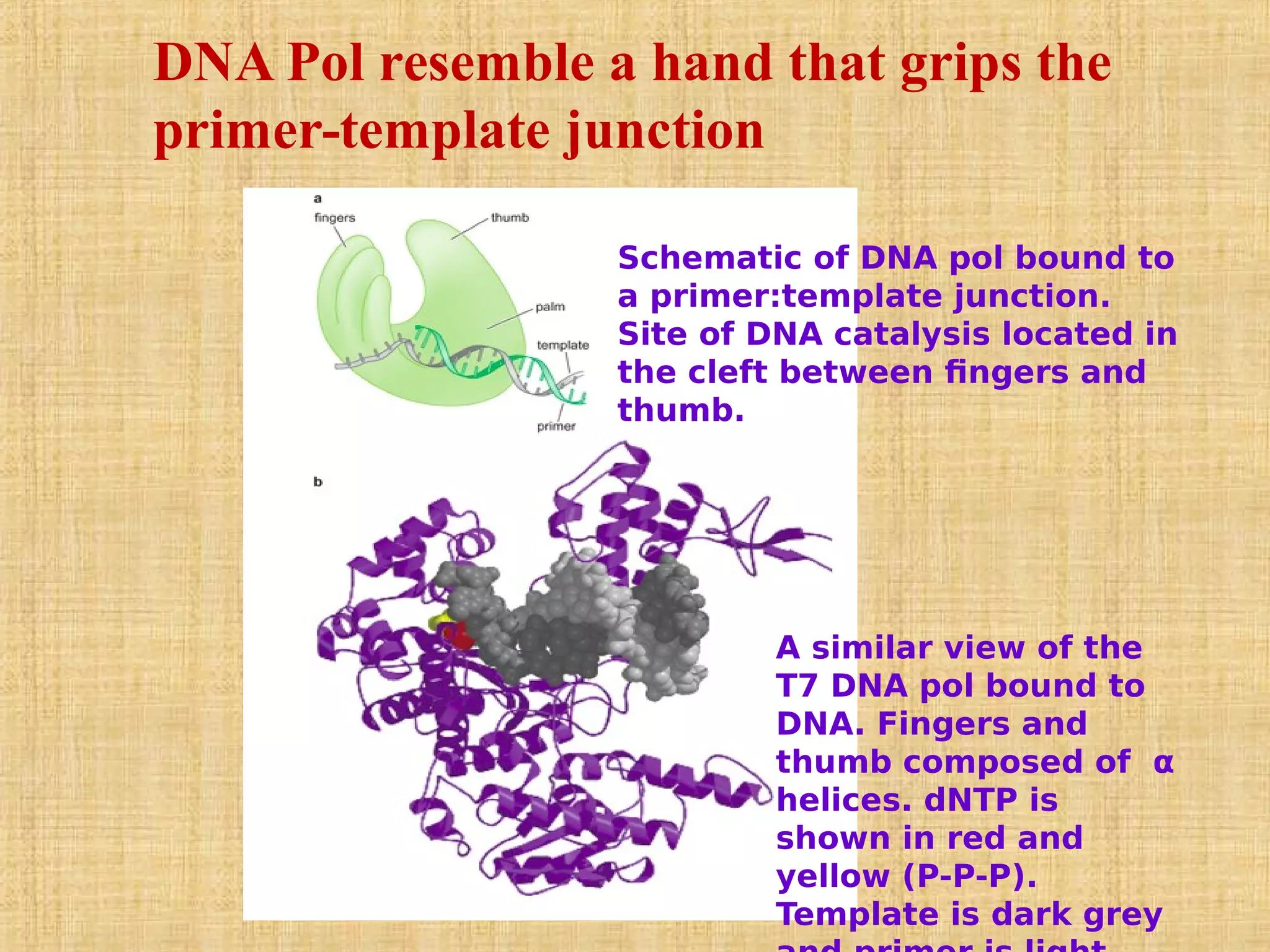 DNA replication | PDF
