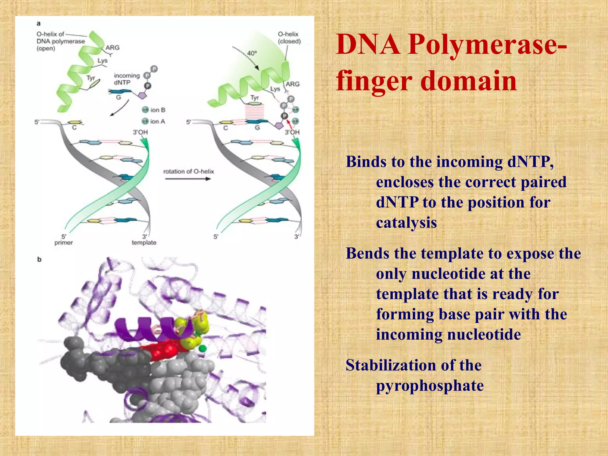 DNA replication | PDF