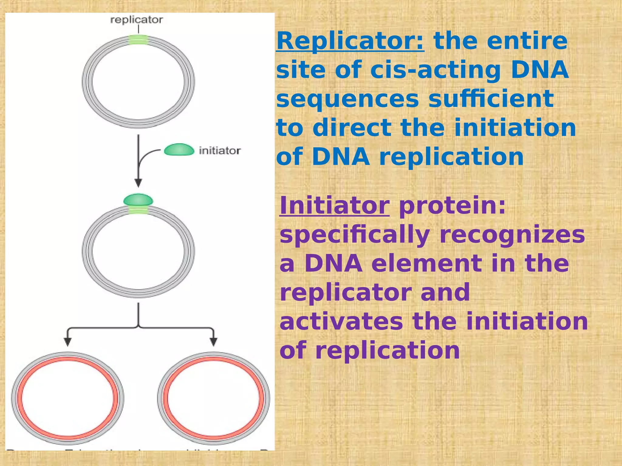 DNA replication | PDF