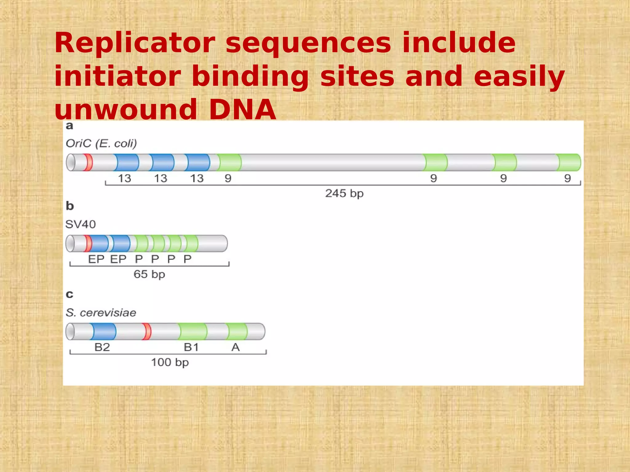 DNA replication | PDF