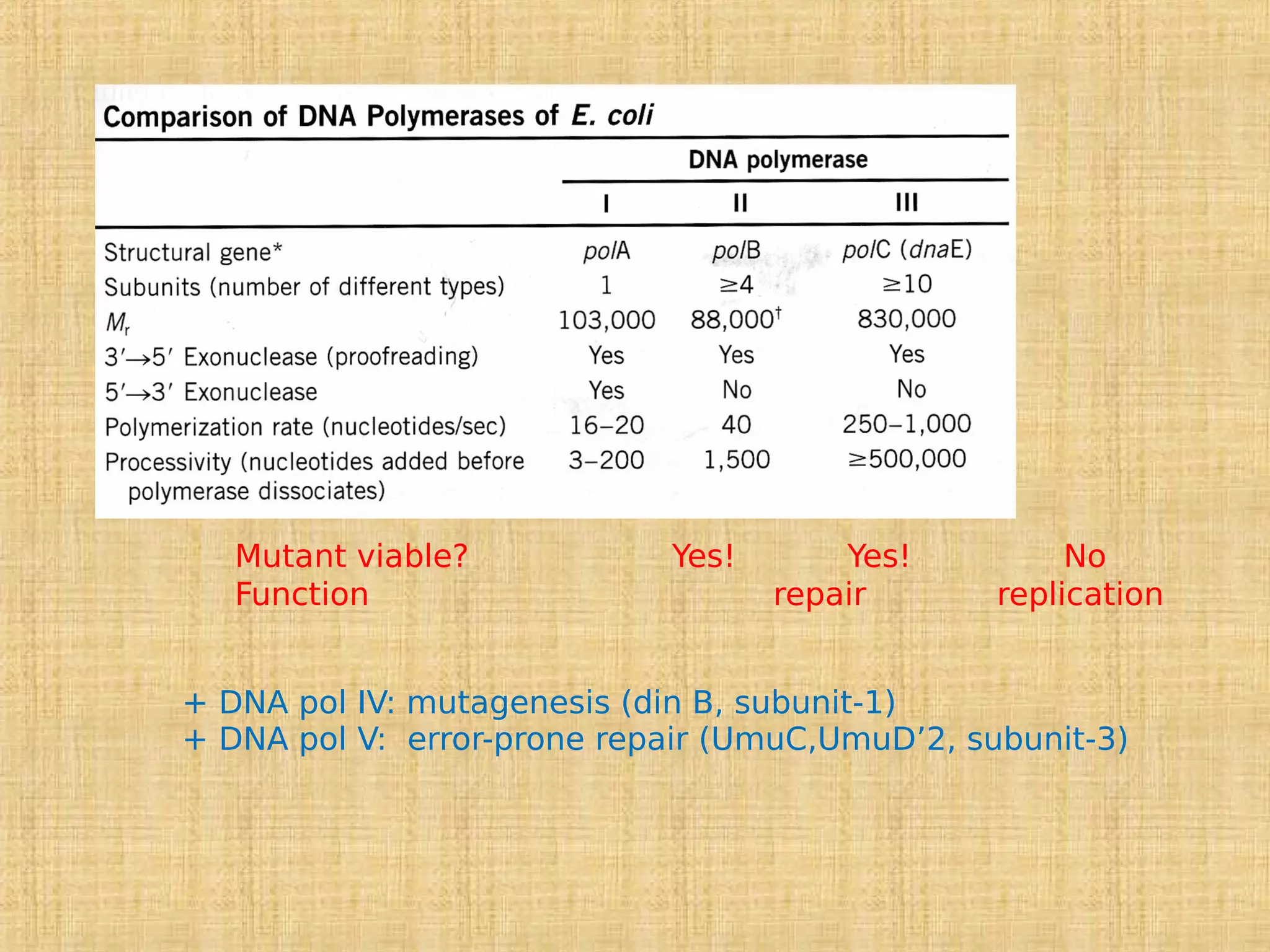 DNA replication | PDF