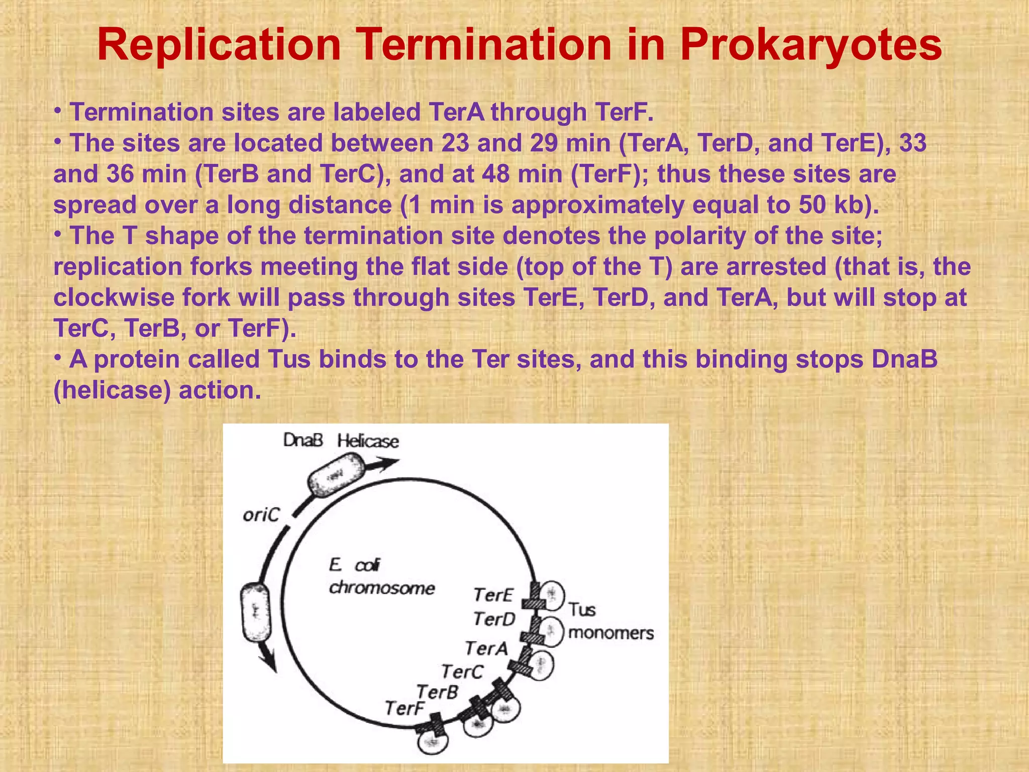 DNA replication | PDF