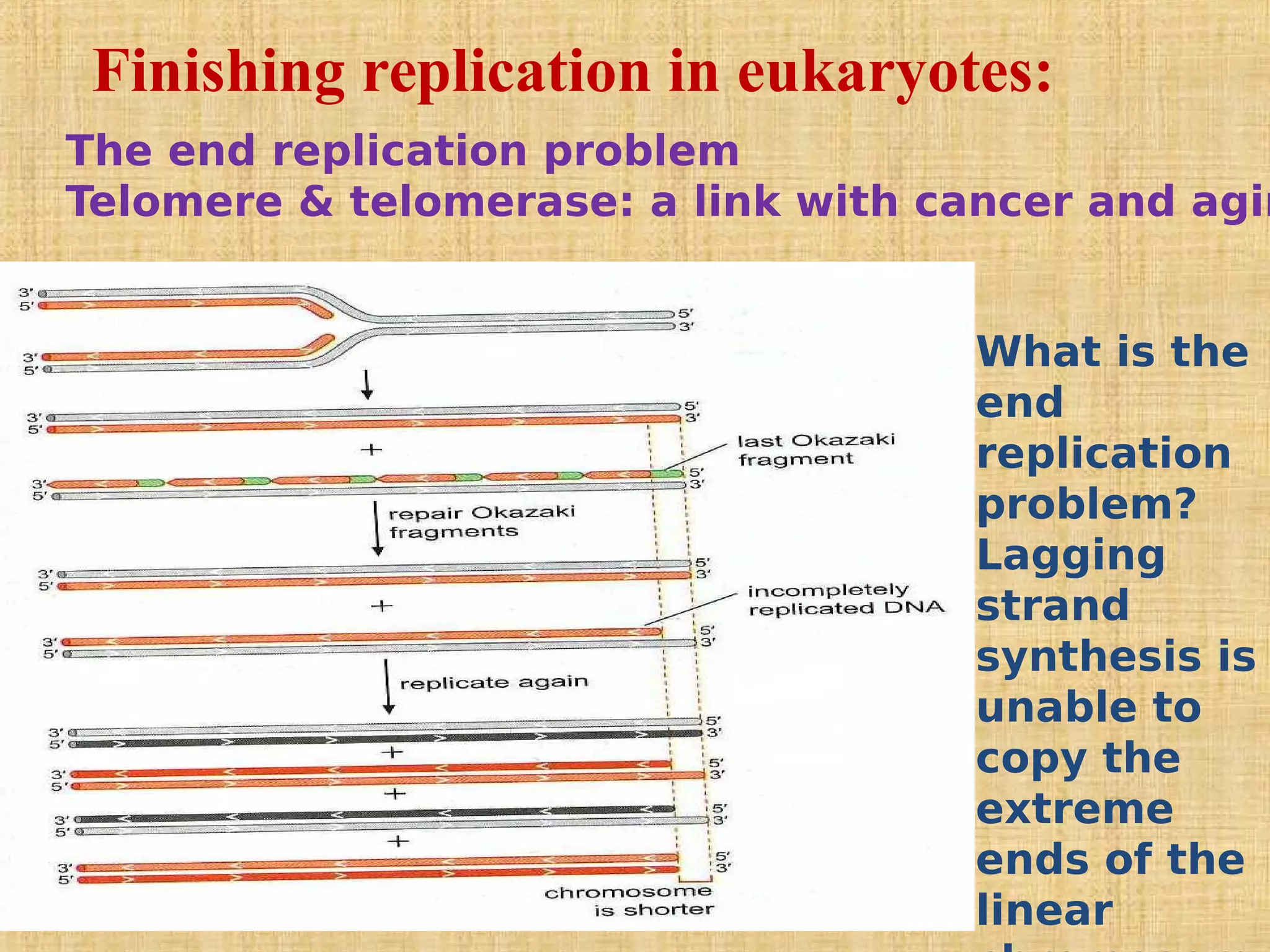 DNA replication | PDF