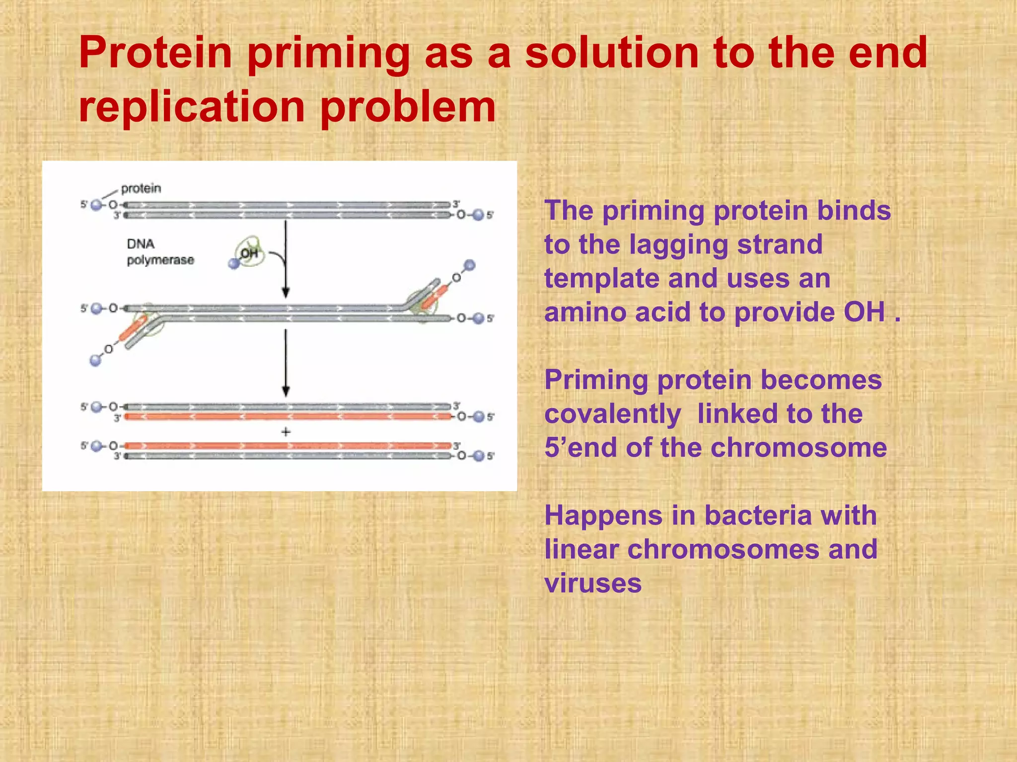DNA replication | PDF