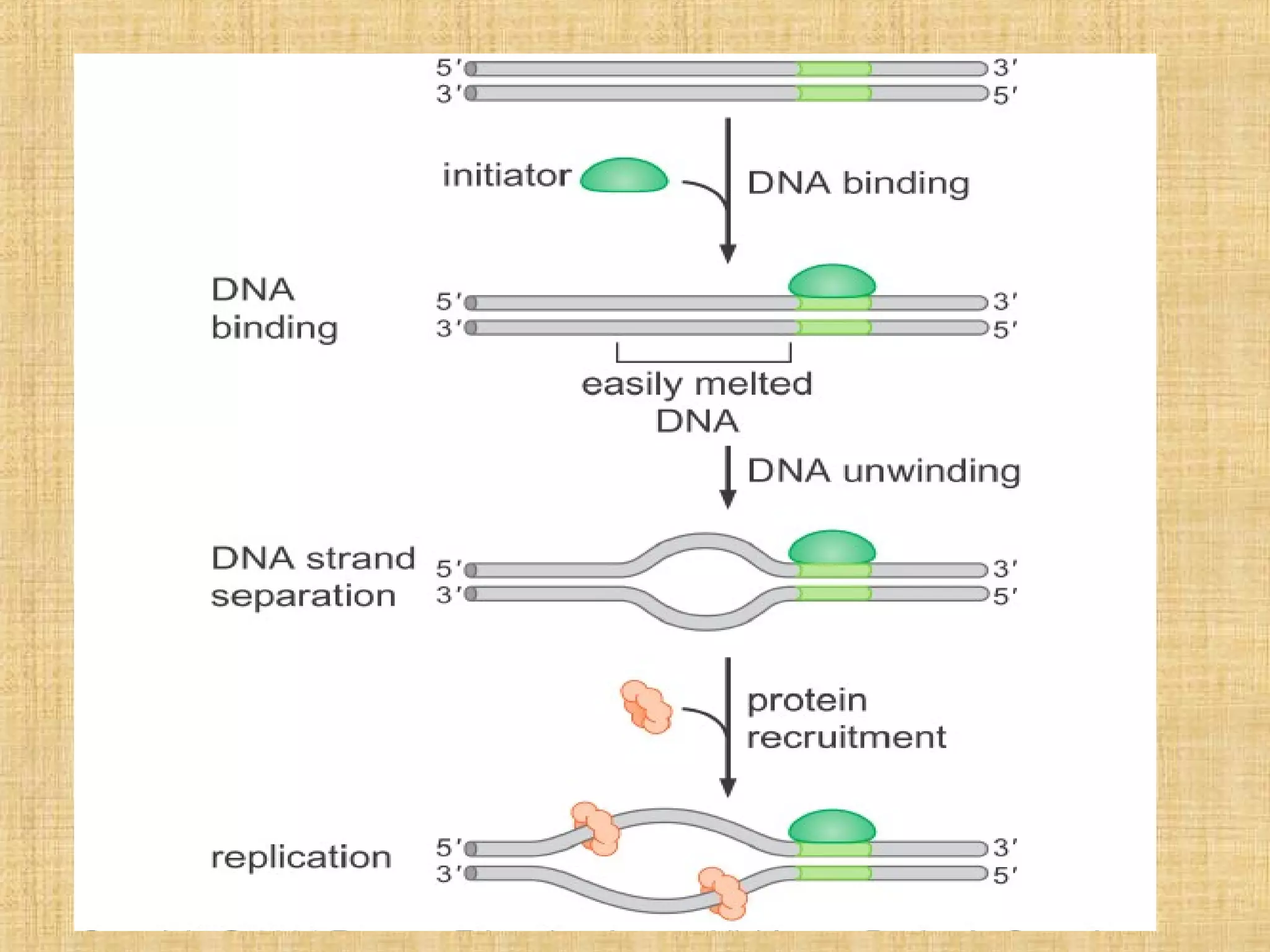 DNA replication | PDF
