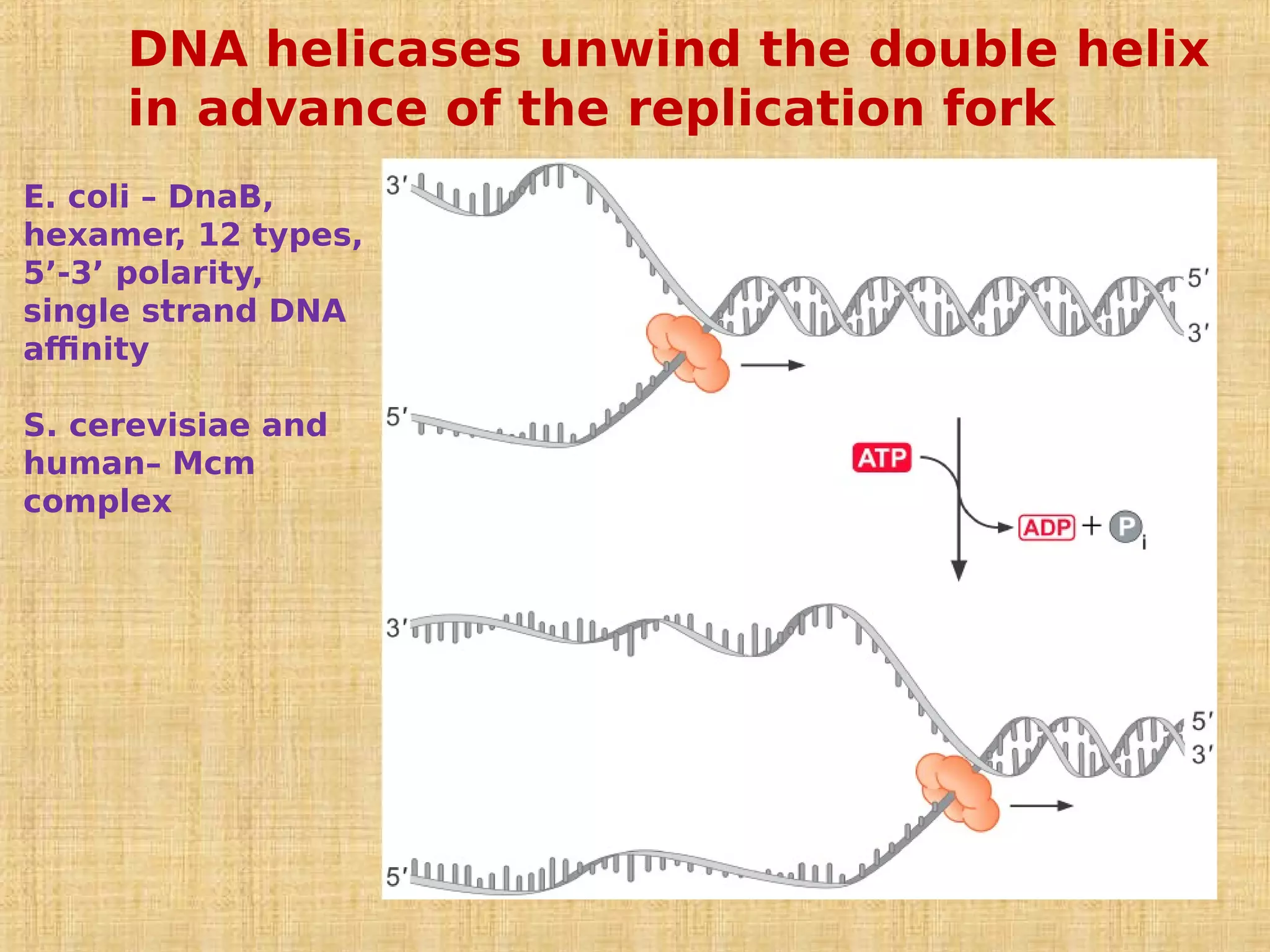 DNA replication | PDF